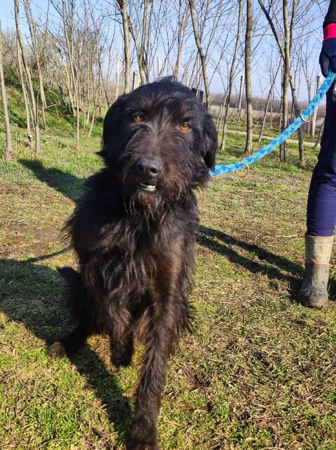 Berta – ca. 4-,5jährige Drahthaarvizsla Mixhündin - Das Forum von ...